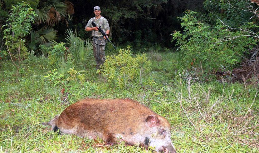 Heading Outdoors: Deer season ended, time to hunt feral hogs ...