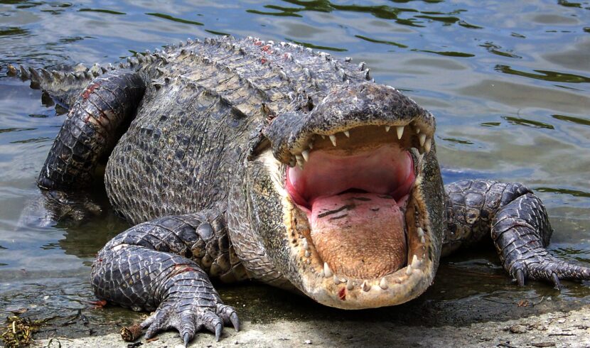 Alligator Hunt Underway in Alabama - Alabama Daily News