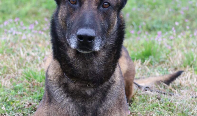 Jake, the police dog that sniffed drugs during prison search, dies ...