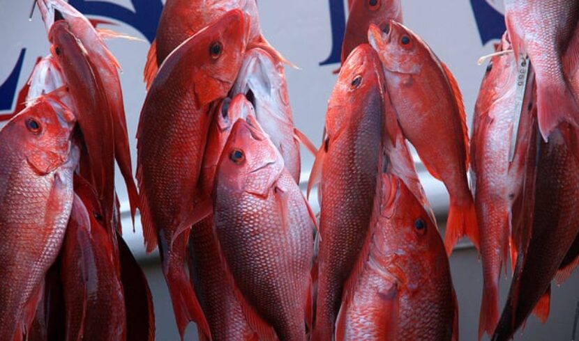Alabama's recreational red snapper season to end July 3 - Alabama Daily ...