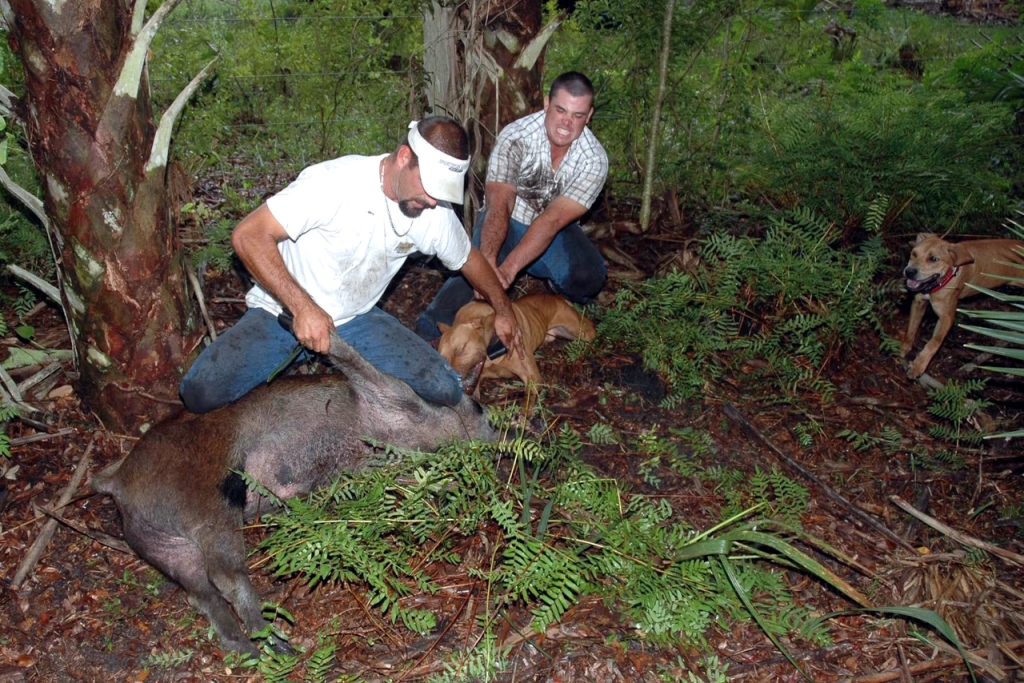 Heading Outdoors: Deer season ended, time to hunt feral hogs - Alabama ...