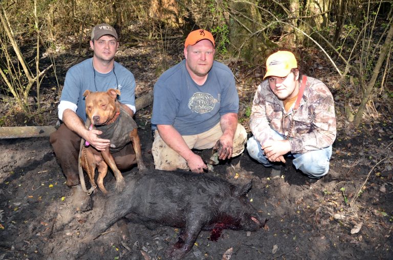 Heading Outdoors: Deer season ended, time to hunt feral hogs - Alabama ...