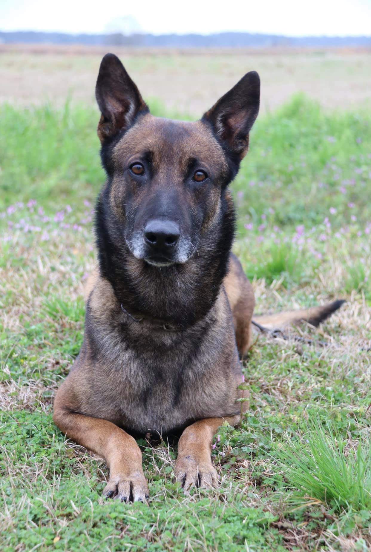 Jake, the police dog that sniffed drugs during prison search, dies ...
