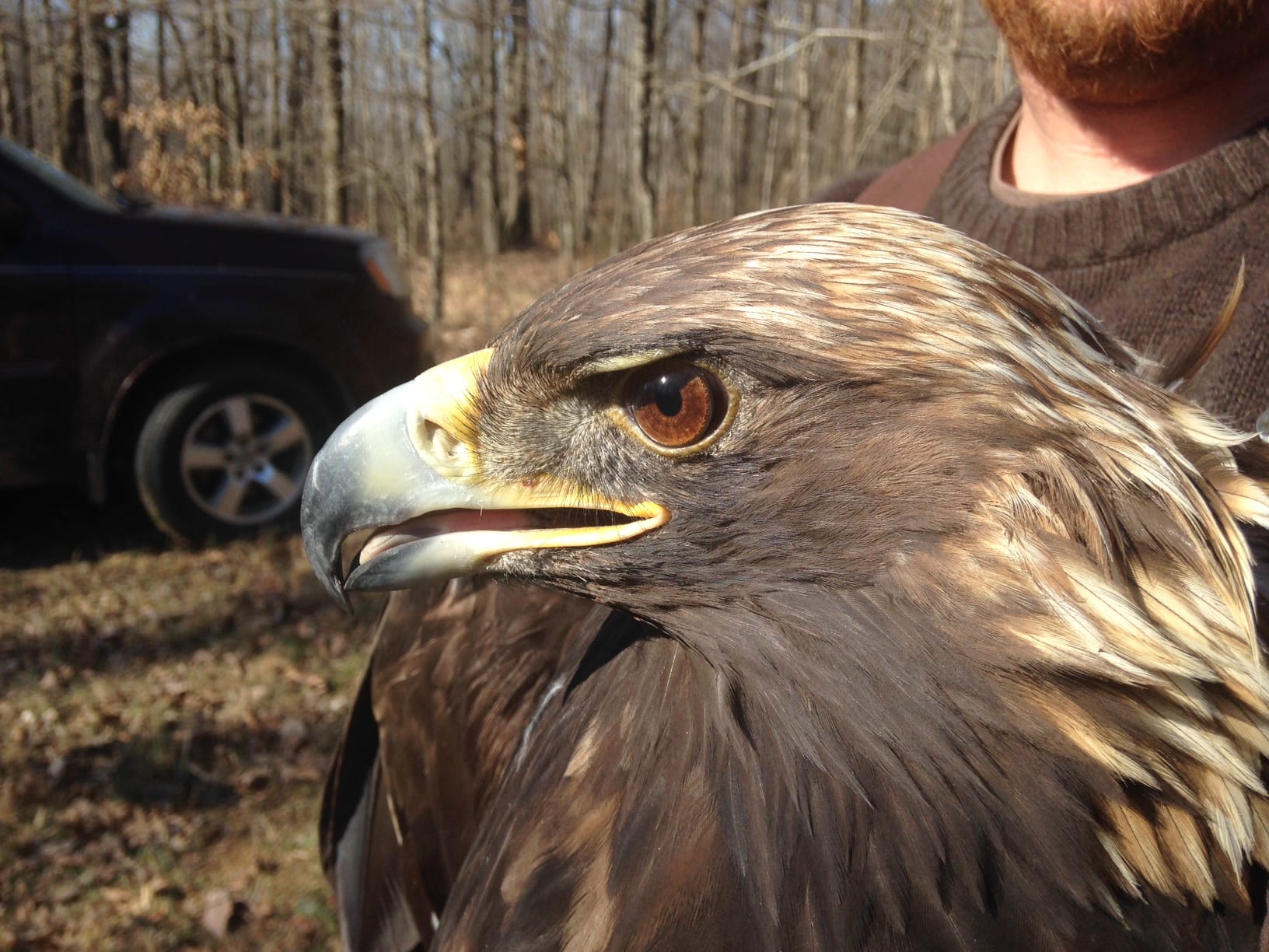Golden eagles fly south to Alabama, other Southeastern states - Alabama ...